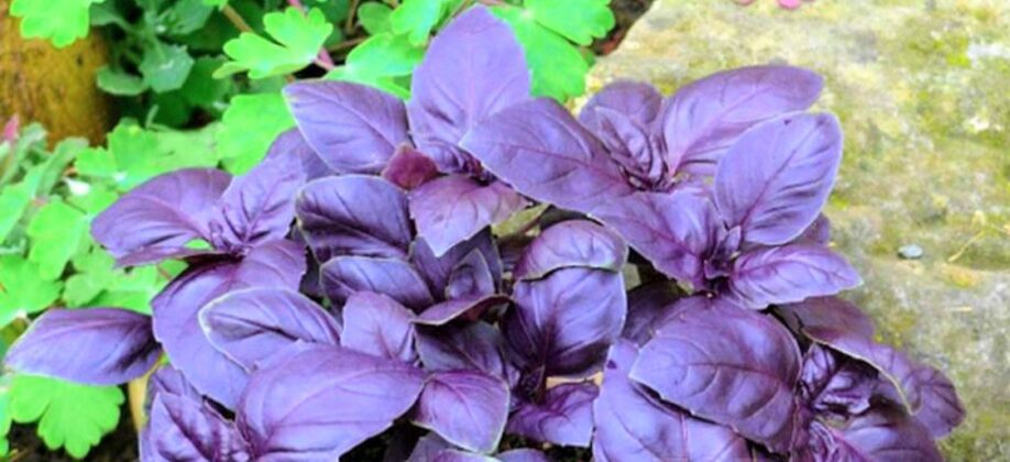 Reyhan Bitkisinin Faydaları Nelerdir? - Güzel Bilgiler