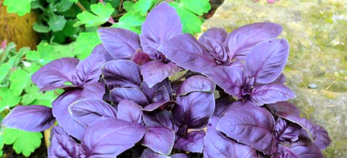 Reyhan Bitkisinin Faydaları Nelerdir? - Güzel Bilgiler