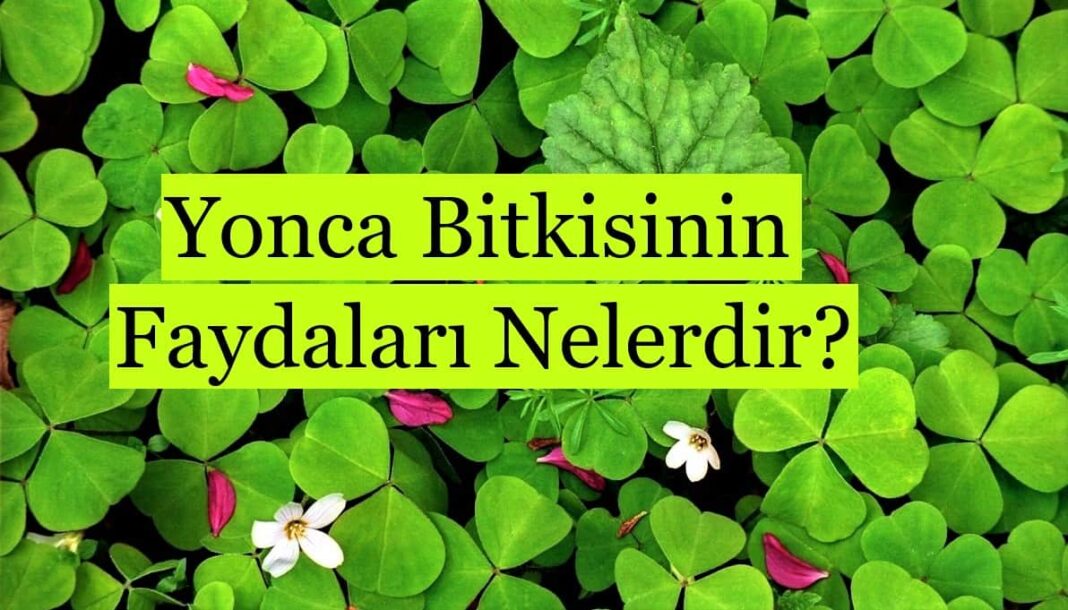 Yonca Bitkisinin Faydaları Nelerdir? - Güzel Bilgiler