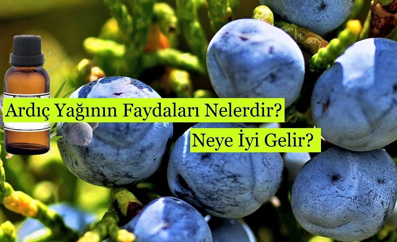 Ardıç Yağının Faydaları Nelerdir? Neye İyi Gelir? - Güzel Bilgiler